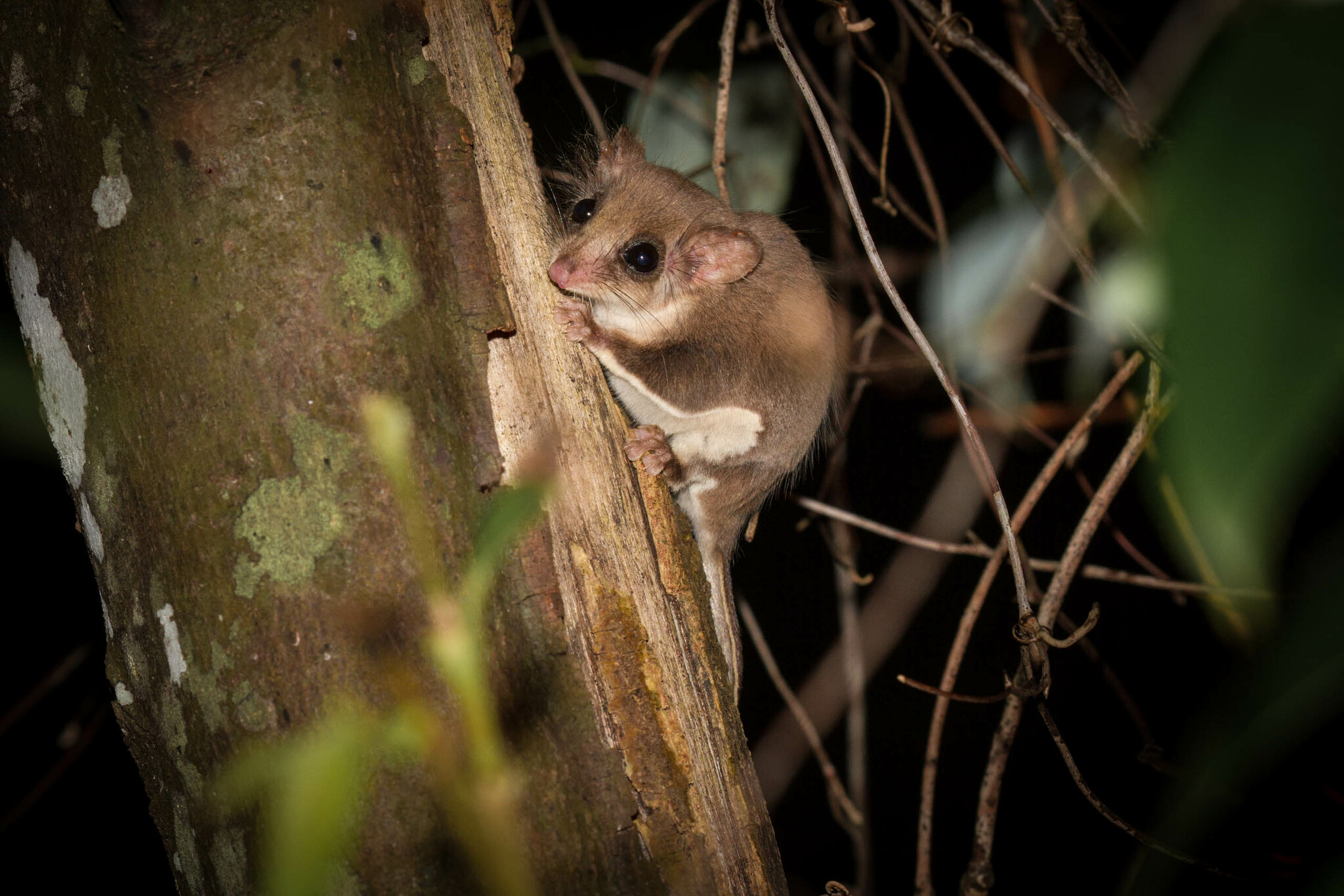 Acrobates pygmaeus (Shaw, 1793)