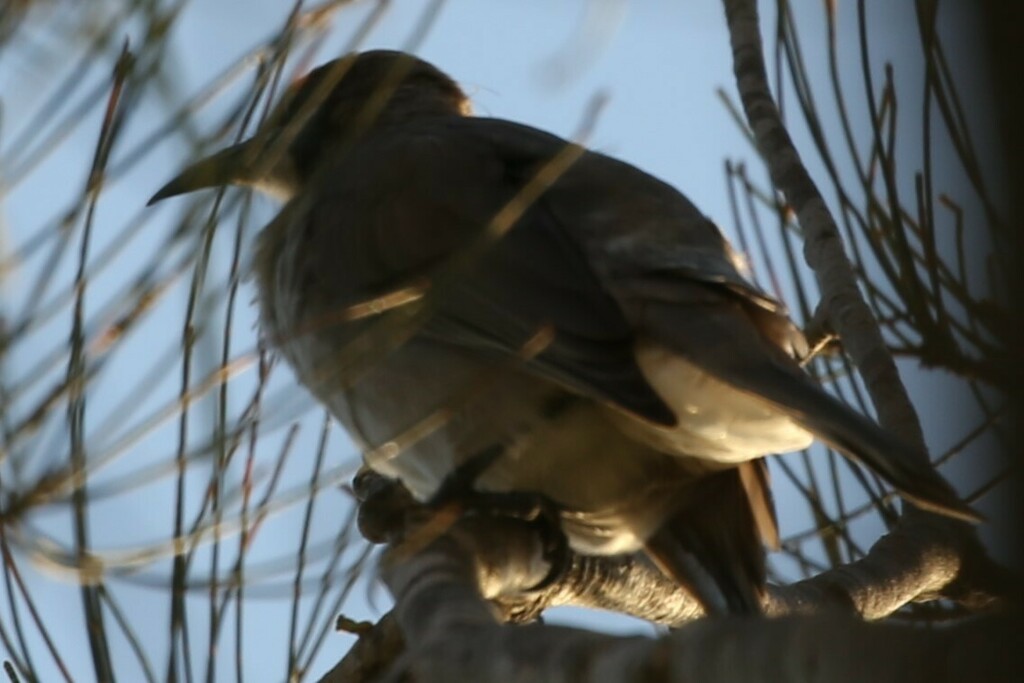 Birds from Brisbane QLD, Australia on May 06, 2023 at 07:06 AM by ...