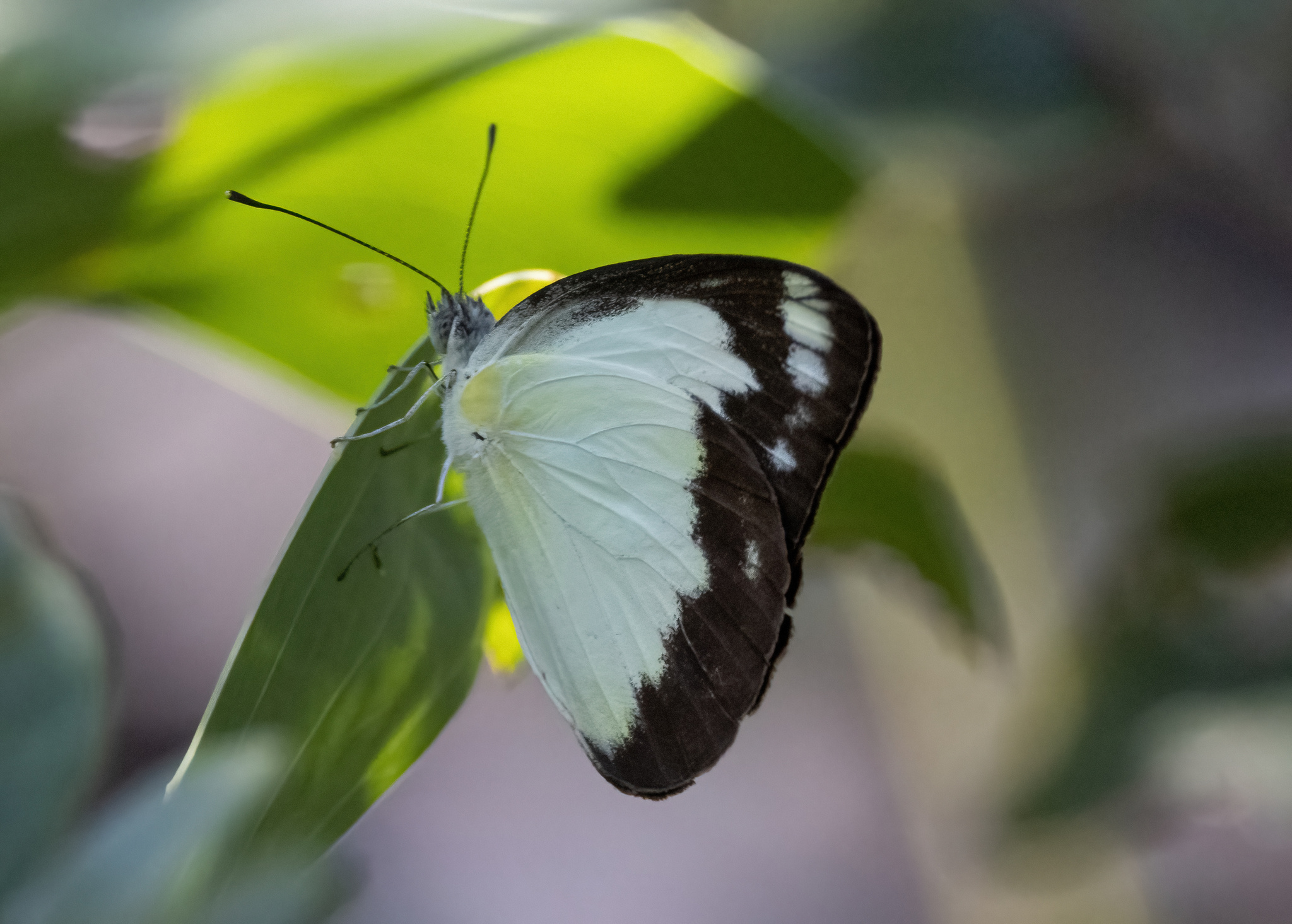 Cepora perimale (Donovan, 1805)