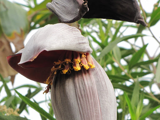 Banana Family (Musaceae) - Botanical Realm