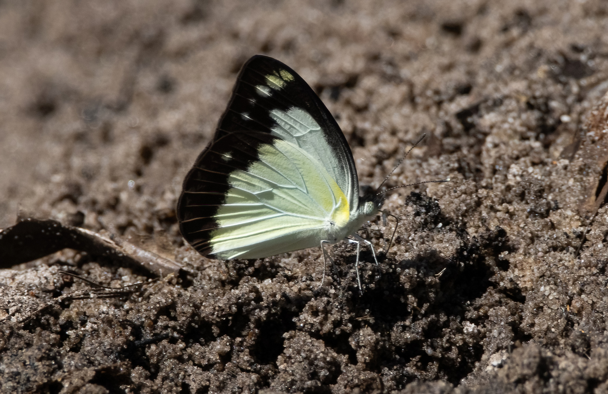 Cepora perimale (Donovan, 1805)
