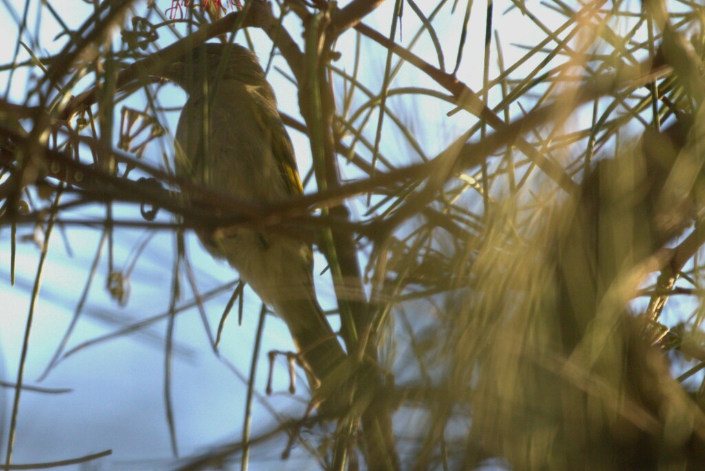 Honeyeaters from Brisbane QLD, Australia on May 06, 2023 at 07:17 AM by ...