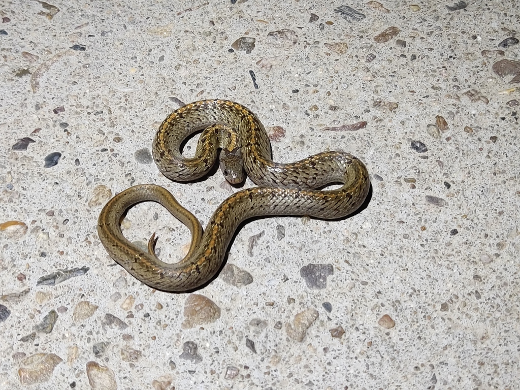 Taiwan Kukri Snake from 中国湖南省郴州市永兴县 on August 6, 2022 at 10:18 PM by ...