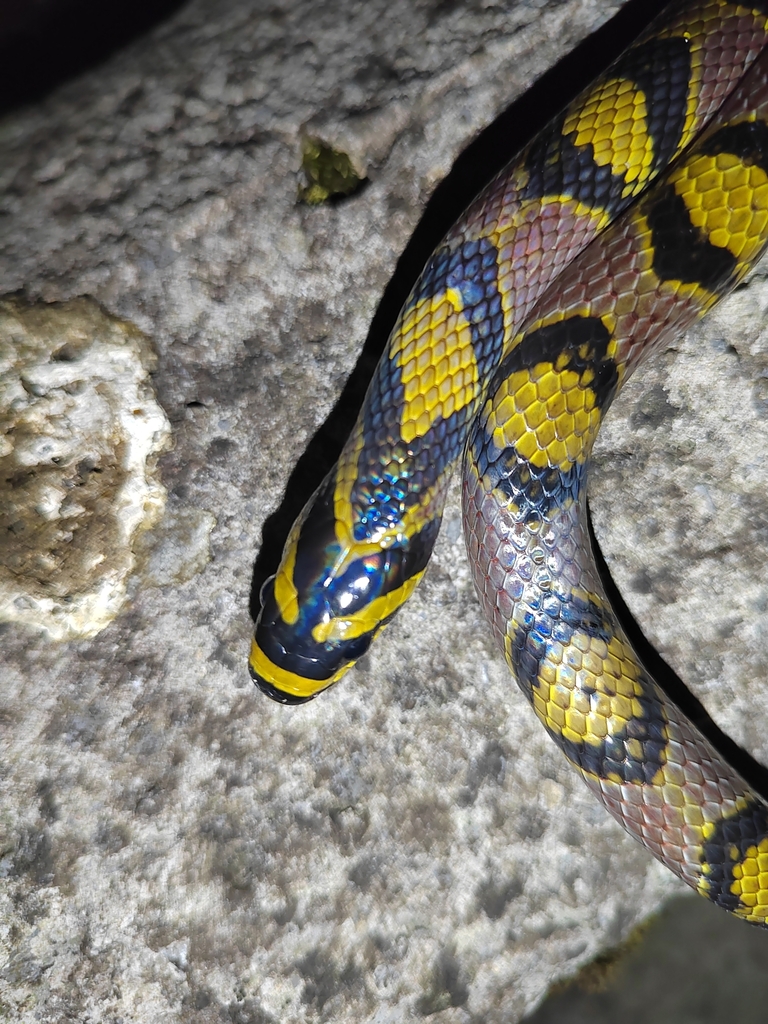 Mandarin Ratsnake from 中国贵州省贵阳市开阳县 on July 22, 2022 at 10:03 PM by ...