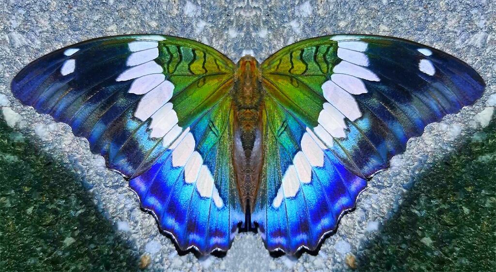 Blue Duke from 中国西藏自治区林芝市墨脱县 on July 8, 2022 at 11:48 AM by yucui10 ...