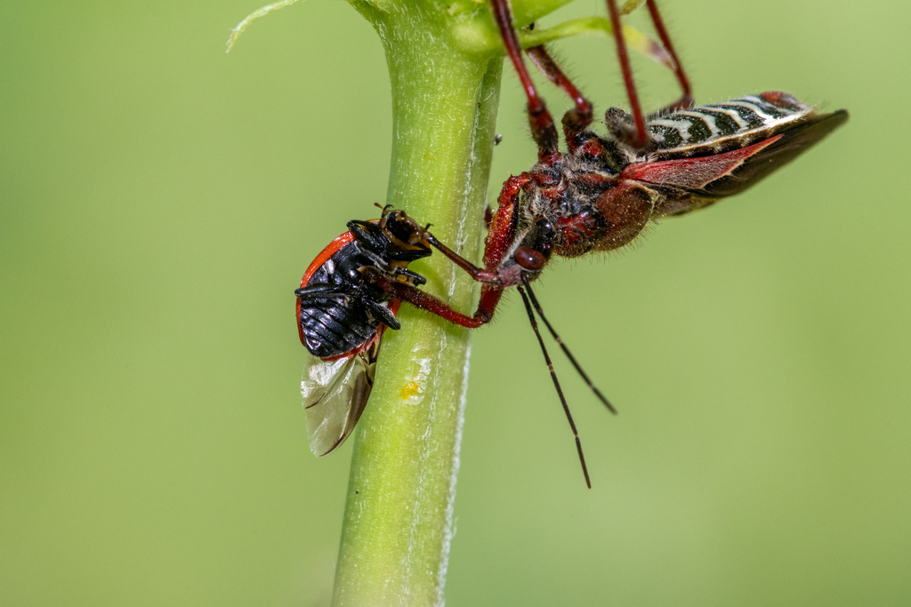 Plains Bee Assassin from Lewisville, TX, USA on May 5, 2023 at 02:03 PM ...