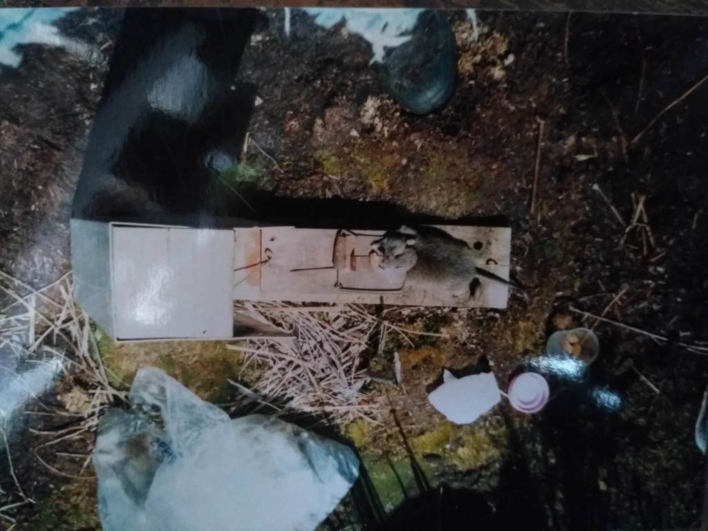 Polynesian Rat from Southland District, Southland, New Zealand on ...