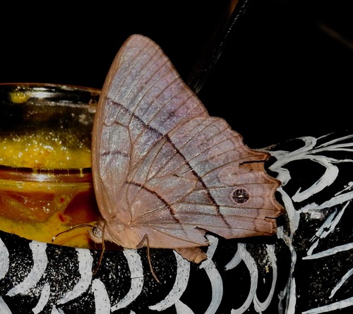 STRI Research Portal Detailed Collection Record Information