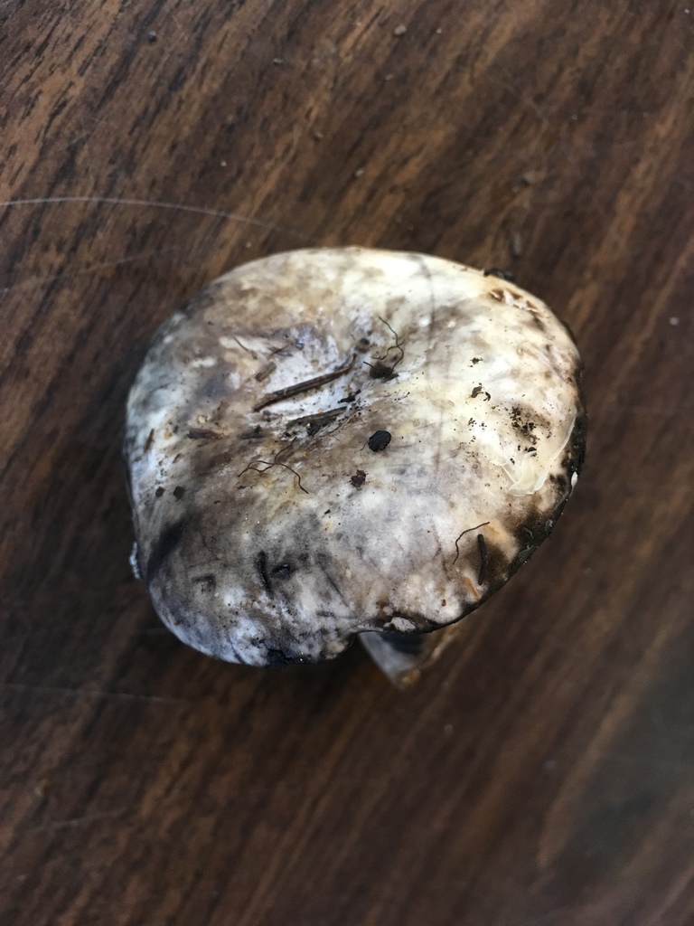 Blackening Russula from Twanoh State Park, Union, WA, US on November 3 ...