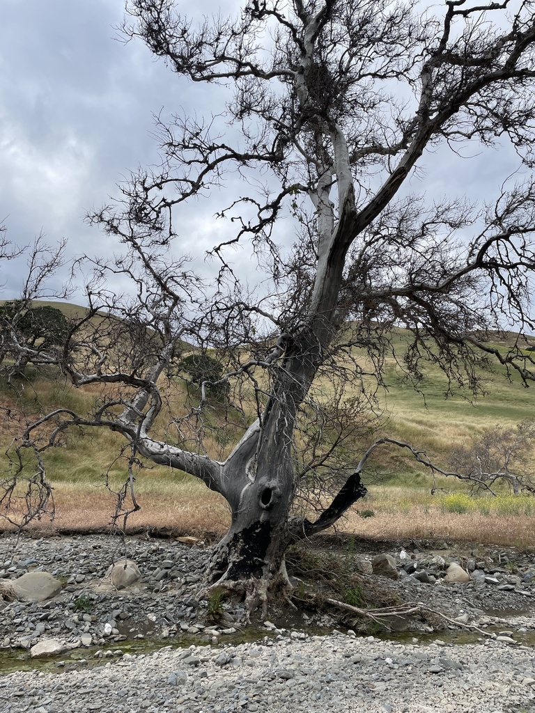 western sycamore from Livermore, CA, US on May 5, 2023 at 03:07 PM by ...