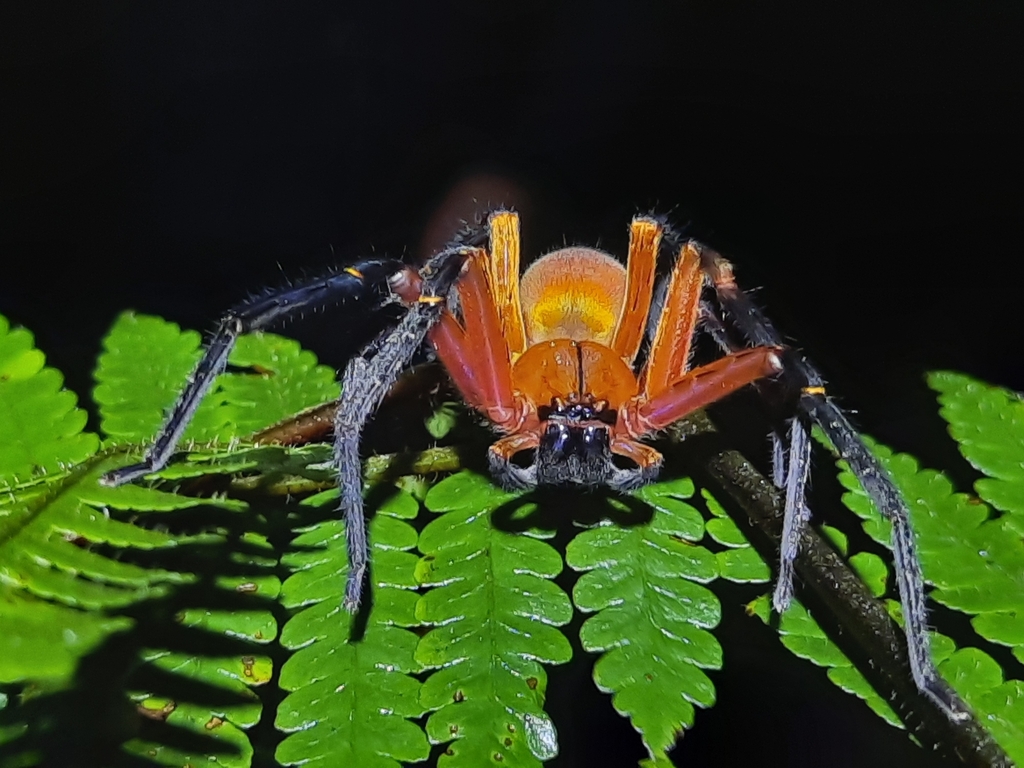 Sadala rauli from Napo Wildlife Center Ecolodge on November 9, 2022 at ...