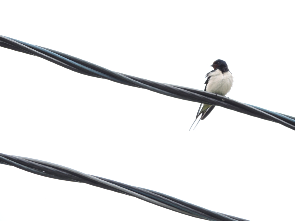 Barn Swallow from Малая Земля, Новороссийск, Краснодарский край, Россия ...