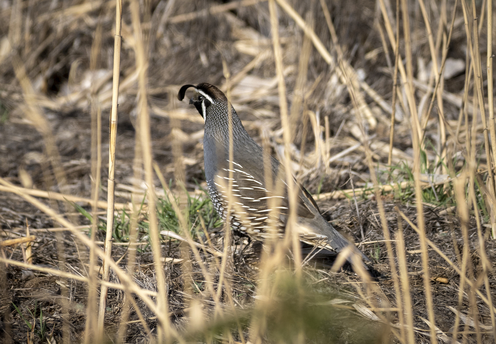 California Quail from Taylorsville, UT, USA on April 30, 2023 at 07:54 ...