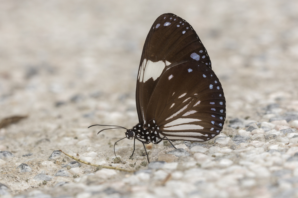 Magpie Crow Butterfly from 31600, Perak, Malaysia on April 22, 2023 at ...