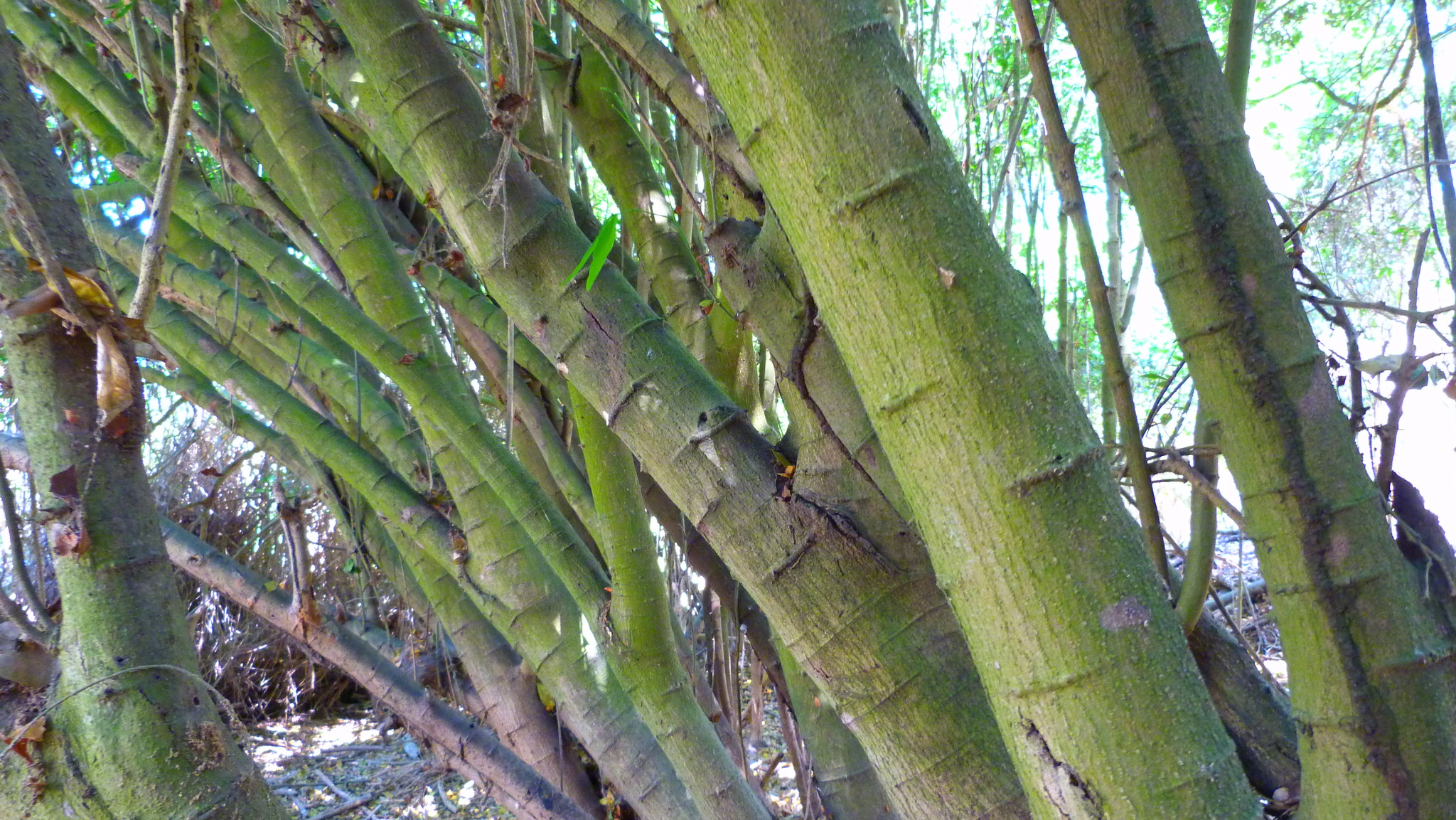 Pithecellobium lanceolatum (Humb. & Bonpl. ex Willd.) Benth.