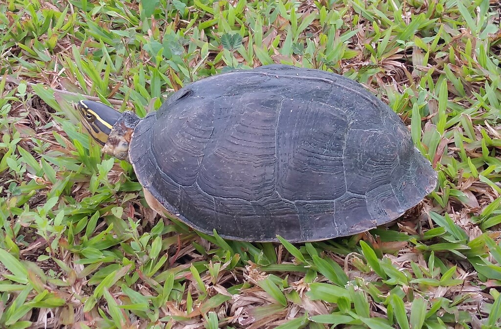 South Asian Box Turtle in May 2023 by chugbug111 · iNaturalist