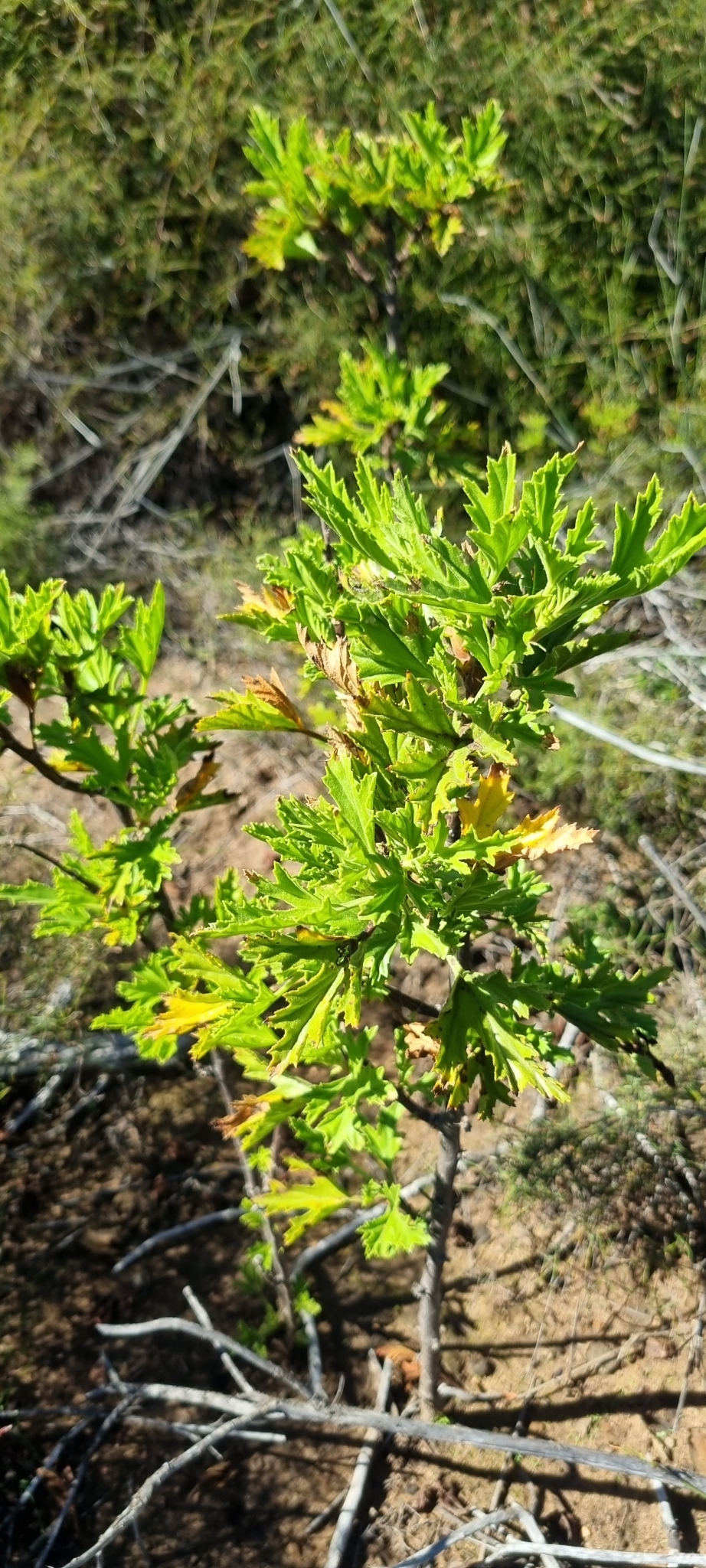 Pelargonium scabrum (L.) L'Hér.