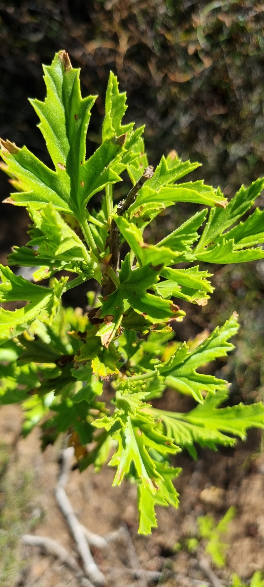 Pelargonium scabrum (L.) L'Hér.