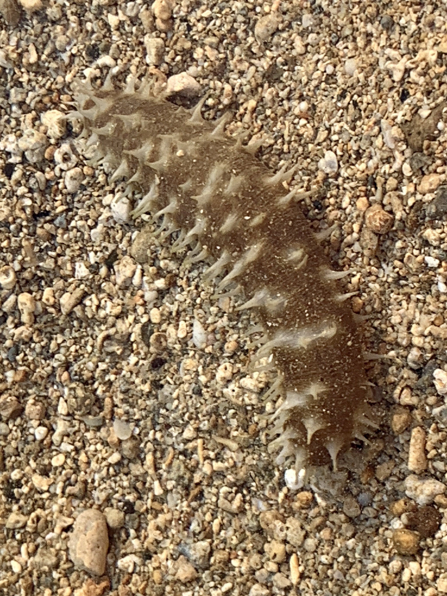 Holothuria hilla Lesson, 1830