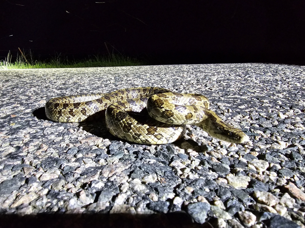 Prairie Kingsnake from Celina, TX 75009, USA on May 5, 2023 at 09:56 PM ...