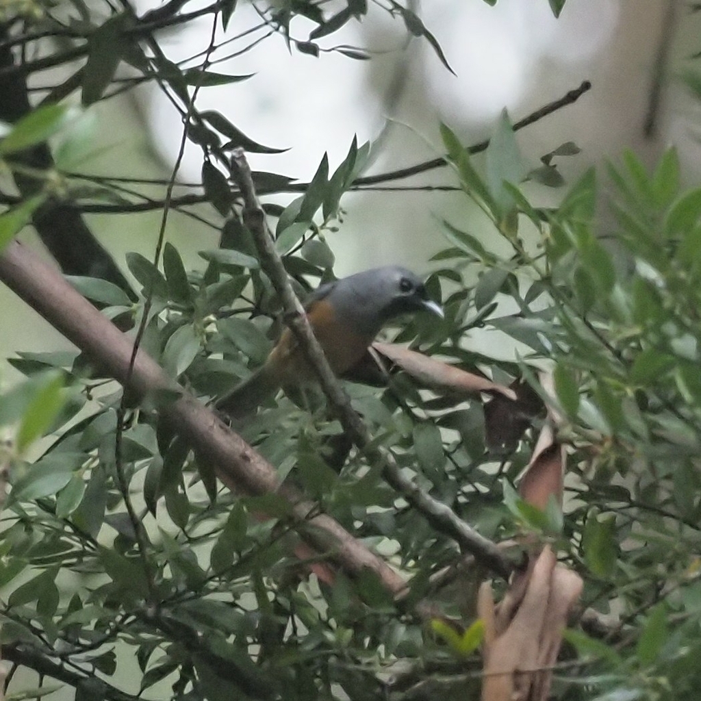 Black-faced Monarch from QX33+2G Queensborough River Campground, Bendoc ...