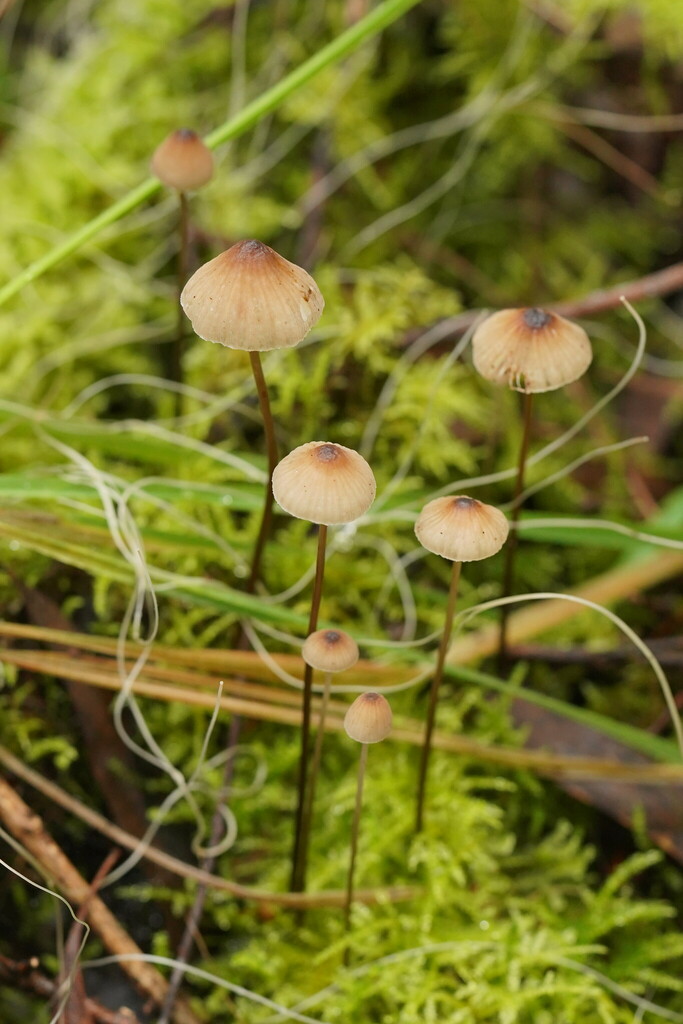Tall Mycena from Taggerty VIC 3714, Australia on May 02, 2023 at 11:23 ...