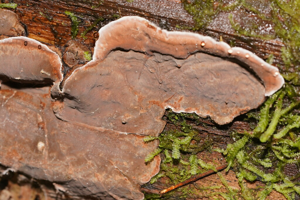 Stereum illudens from Cathedral Range, Murrindindi - East, Victoria ...