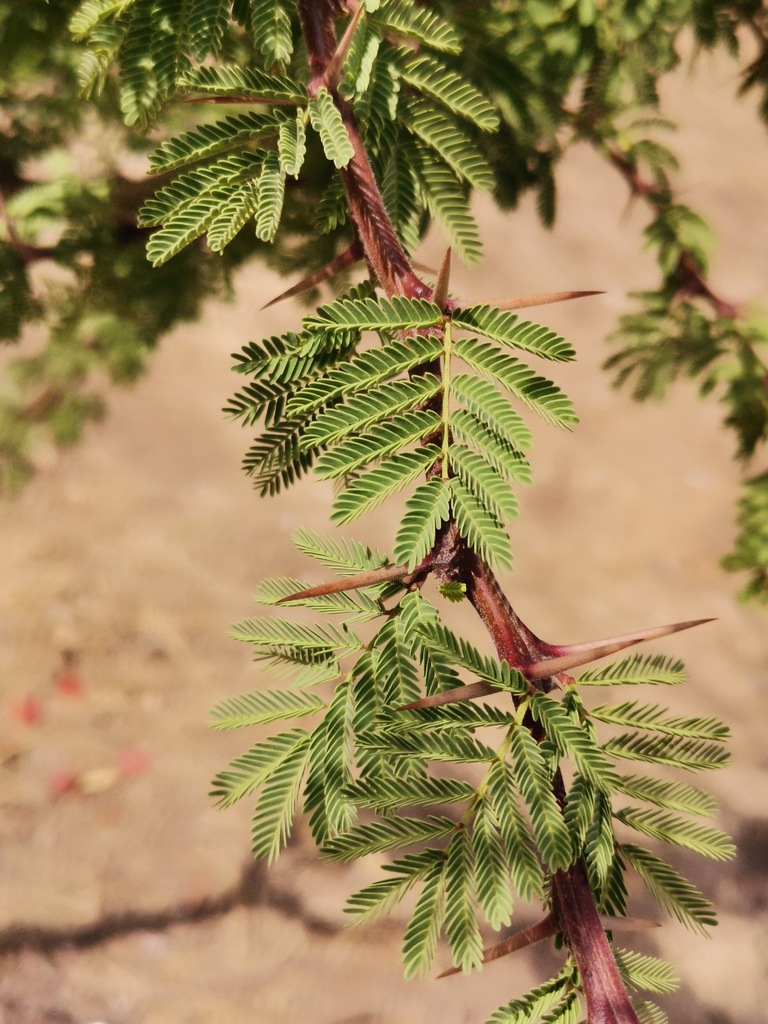 Schaffner's acacia from Emiliano Zapata, Ciudad de México, CDMX, México ...