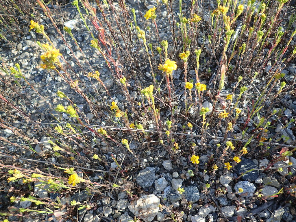 Clustered Tarweed from Compton, CA, USA on April 28, 2023 at 05:52 PM ...