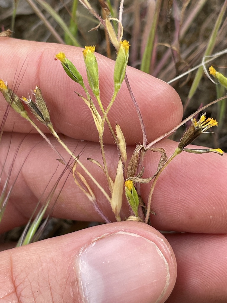 small-ray goldfields from Livermore, CA, US on May 5, 2023 at 03:55 PM ...