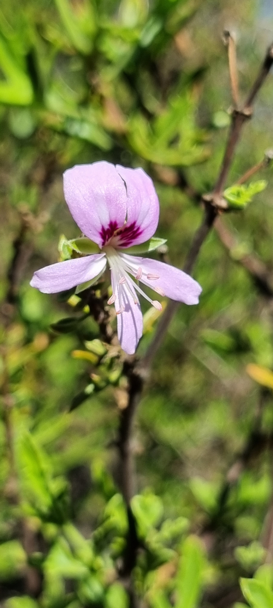 Pelargonium scabrum (L.) L'Hér.