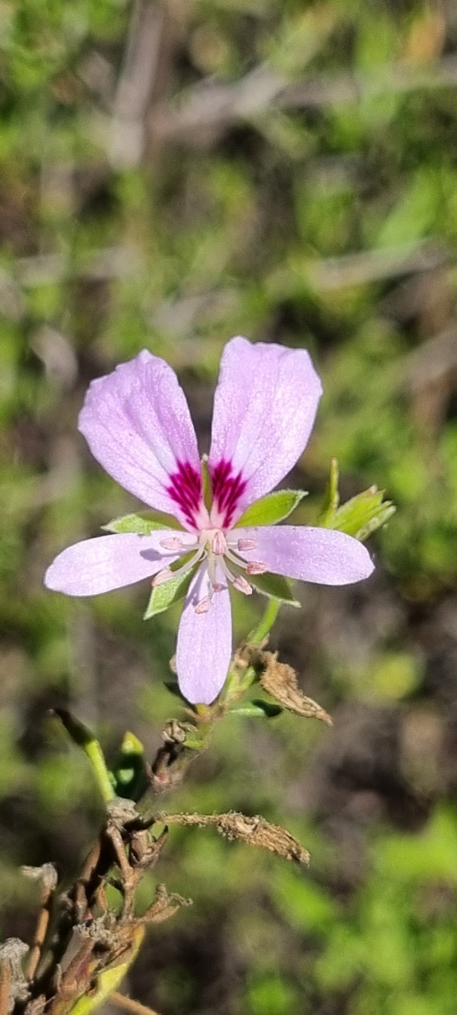 Pelargonium scabrum (L.) L'Hér.