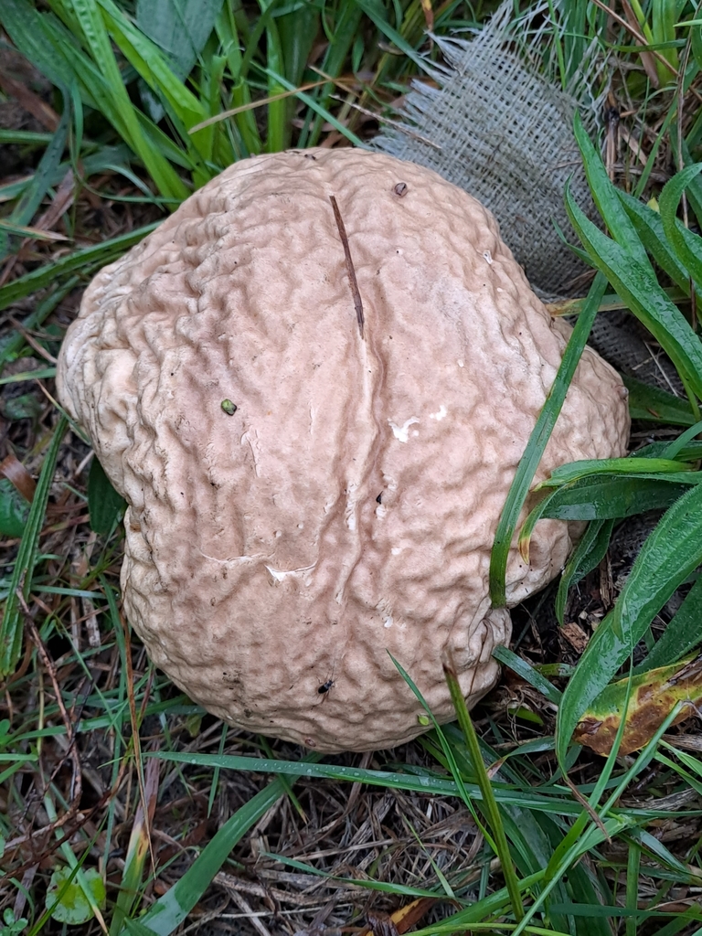 Calvatia from Auckland 2019, New Zealand on May 06, 2023 at 05:00 PM by ...