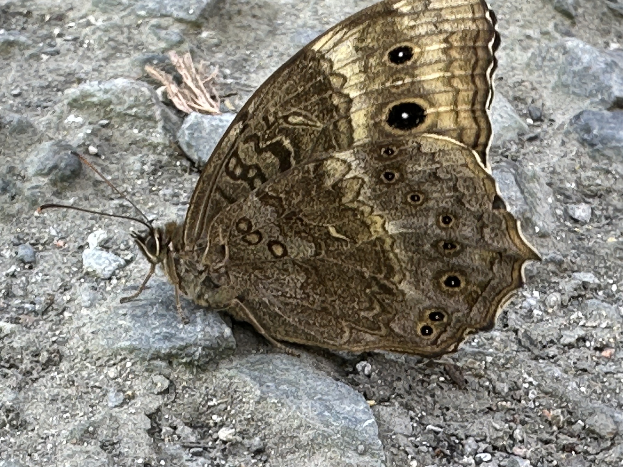 Neope muirheadii (Felder, 1862)