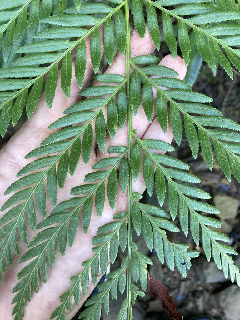 king fern from Sailors Bay, Middle Harbour, NSW, AU on May 06, 2023 at ...