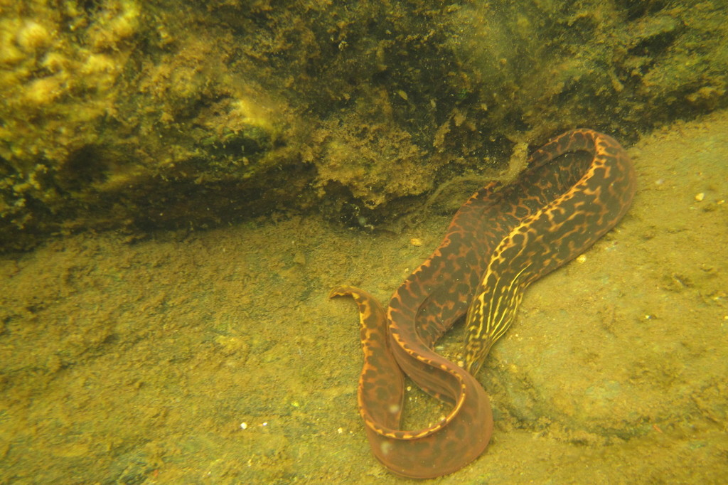 Freshwater Moray (Gymnothorax polyuranodon) - Marine Life Identification