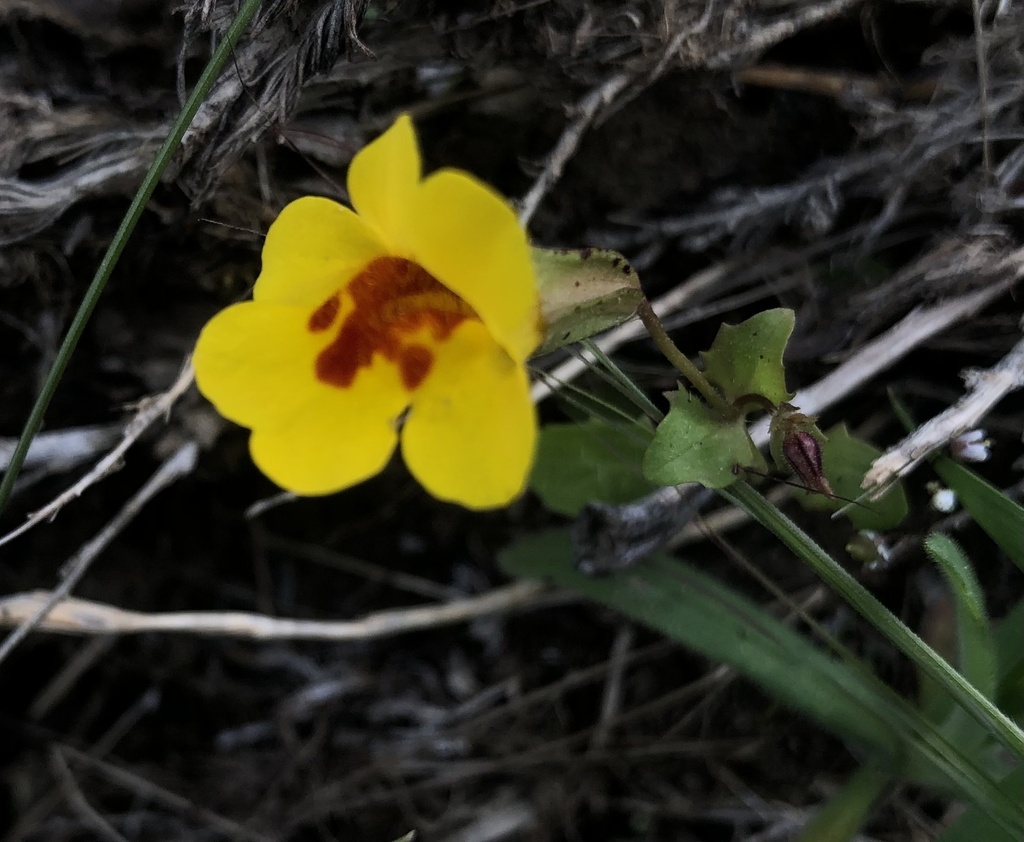 shy monkeyflower from Livermore, CA, US on May 5, 2023 at 05:21 PM by ...