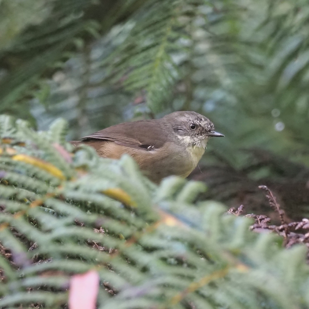 White-browed Scrubwren from QX33+2G Queensborough River Campground ...