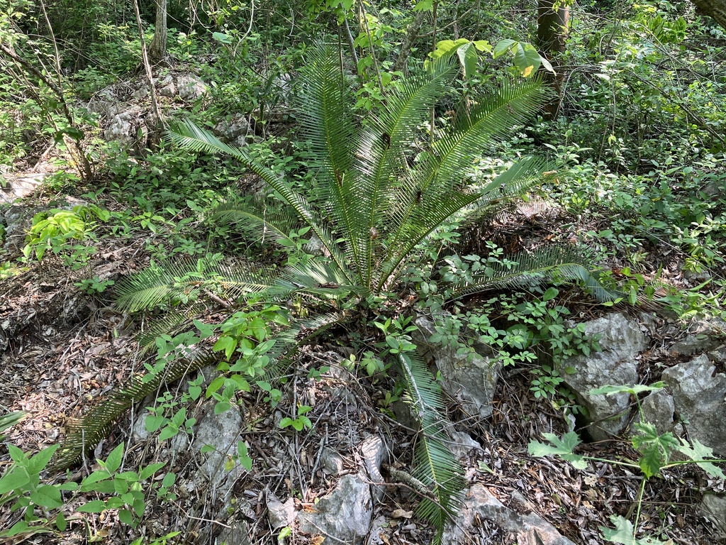Chestnut Dioon in May 2023 by micah_riegner · iNaturalist