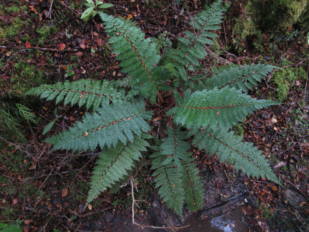 Prickly Shield Fern from Kakariki, Murchison, New Zealand on November 4 ...