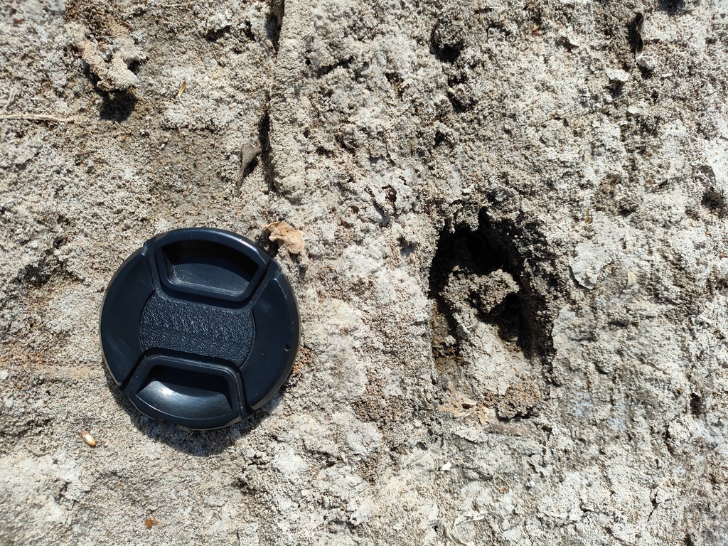 Even-toed Ungulates and Cetaceans from Escuinapa, Sin., México on April ...