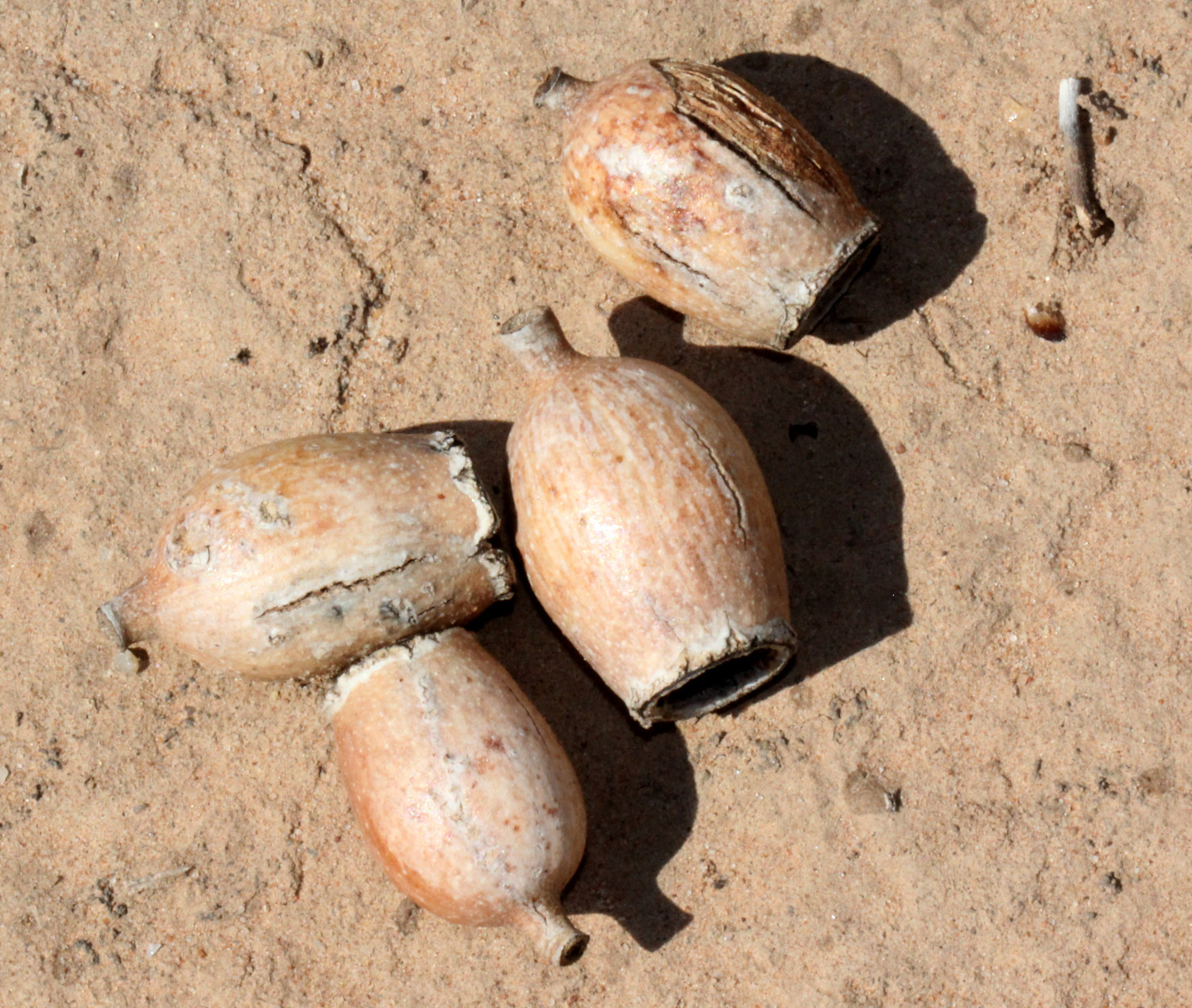 Corymbia terminalis (F.Muell.) K.D.Hill & L.A.S.Johnson