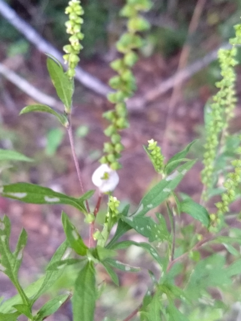 common ragweed from Baldwin County, US-AL, US on October 21, 2018 at 06 ...