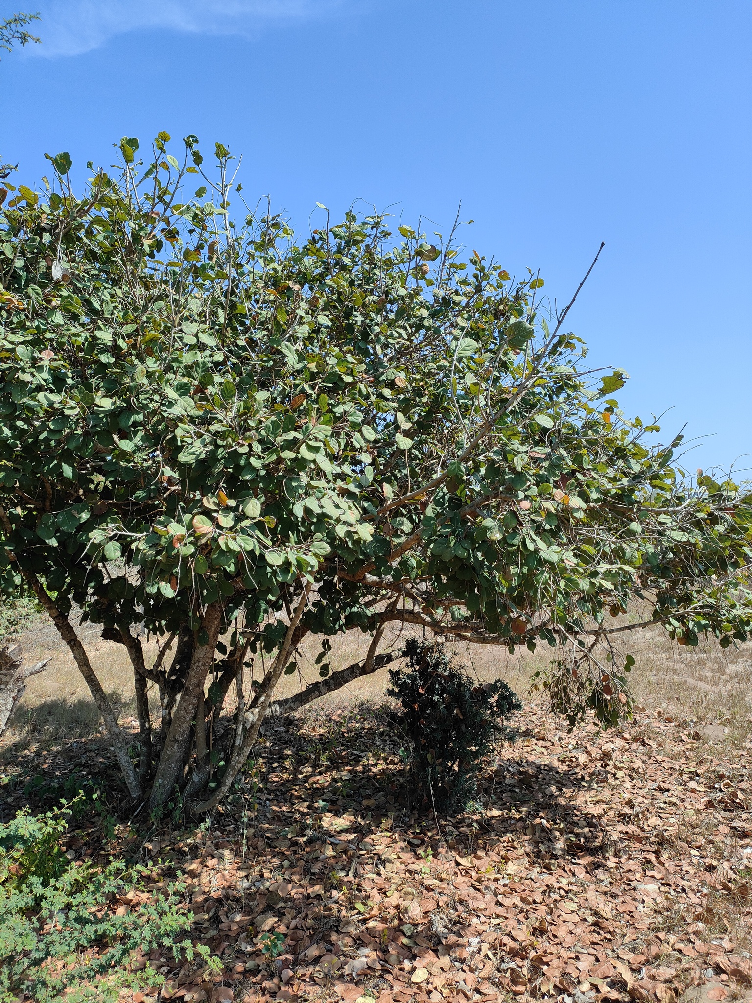 Coccoloba barbadensis Jacq.