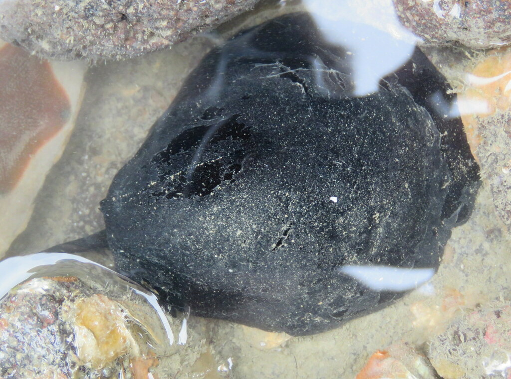 Shield Shell from Canterbury, New Zealand on May 06, 2023 at 12:48 PM ...