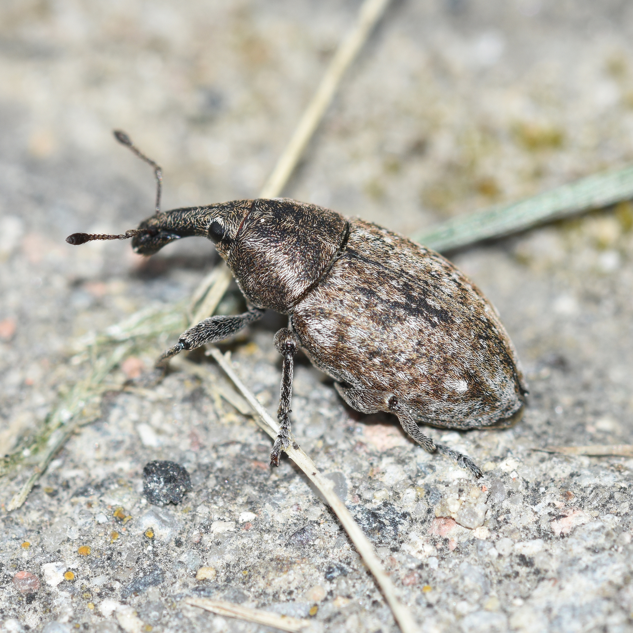 Lepyrus capucinus (J.G.Schaller, 1783)