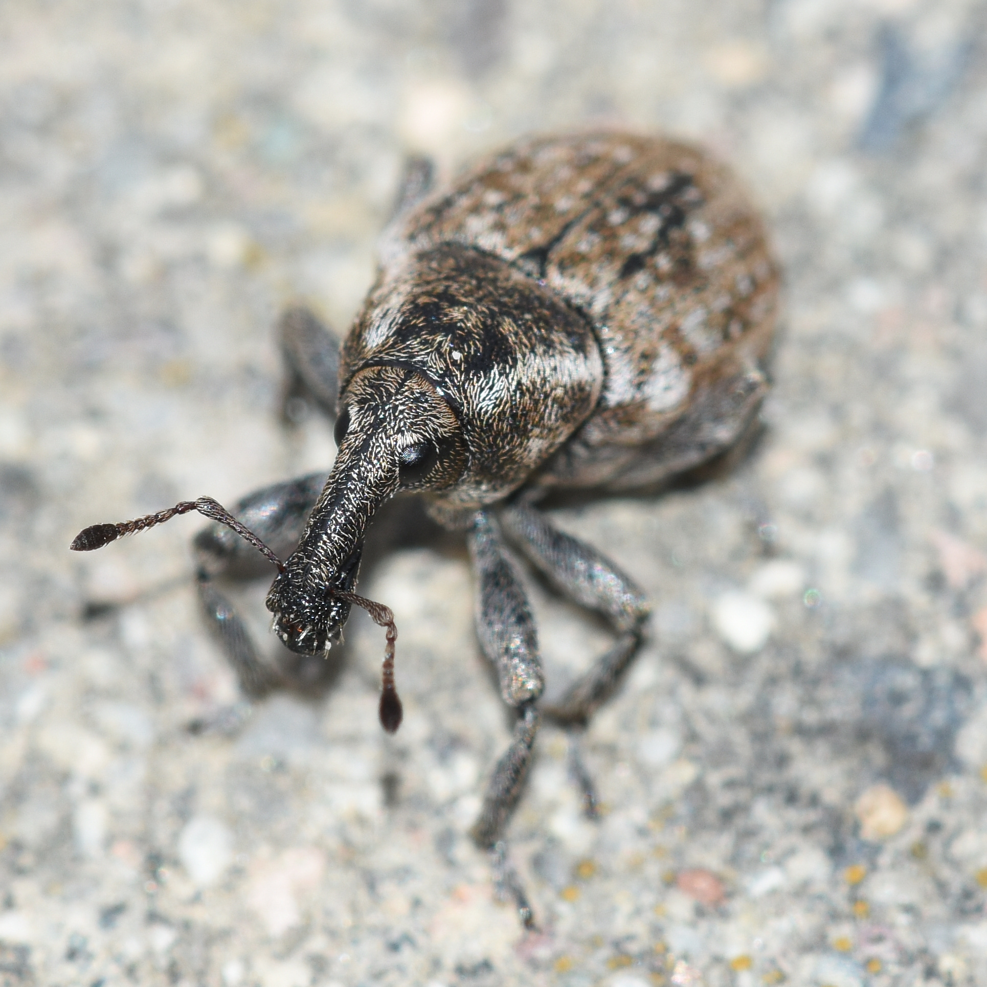 Lepyrus capucinus (J.G.Schaller, 1783)