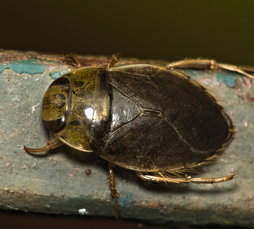 Eurasian Saucer Bug (Subspecies Ilyocoris cimicoides cimicoides ...