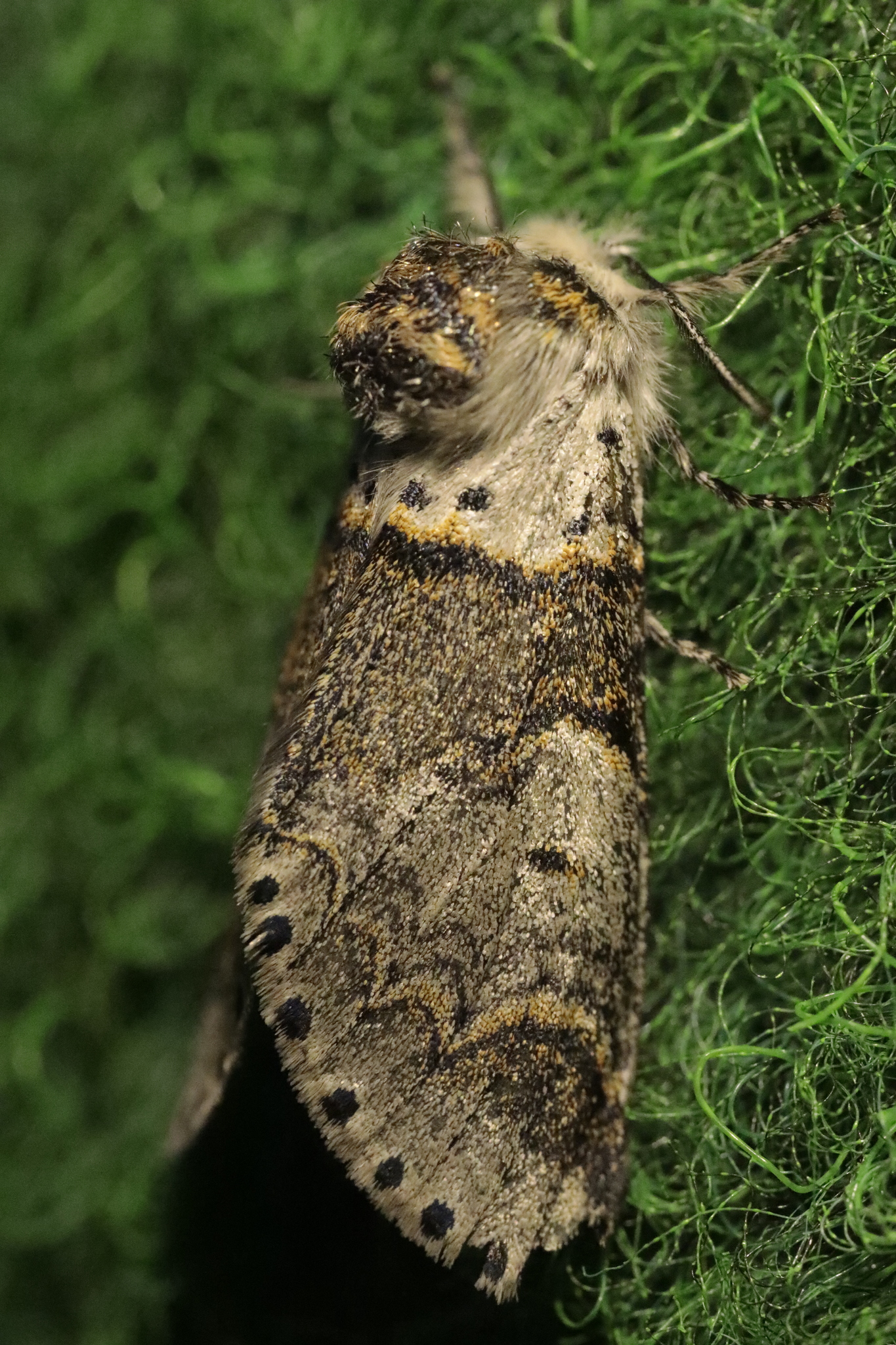 Furcula furcula (Clerck, 1759)