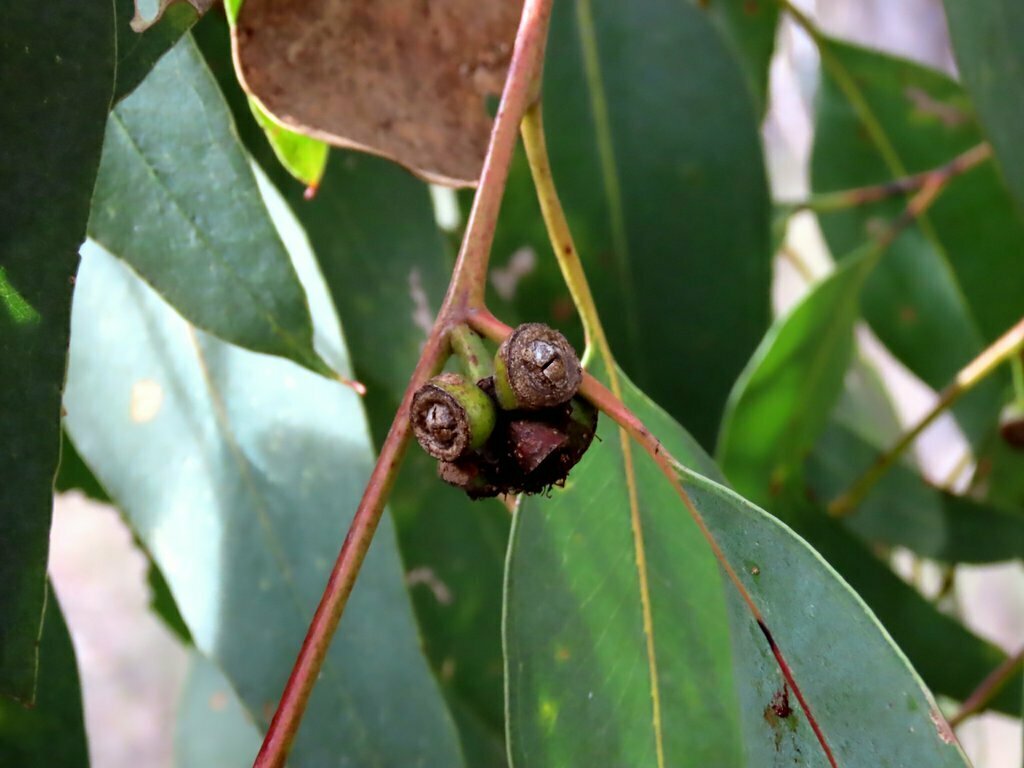 Long-leaved Box from Lexton VIC 3352, Australia on July 15, 2022 at 11: ...